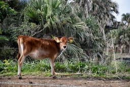 Hachijojima Island Perfect Guide- Things to do on Hachijojima island